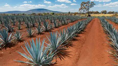 Tequila waste biomaterials and electric truck infrastructure: The best ...